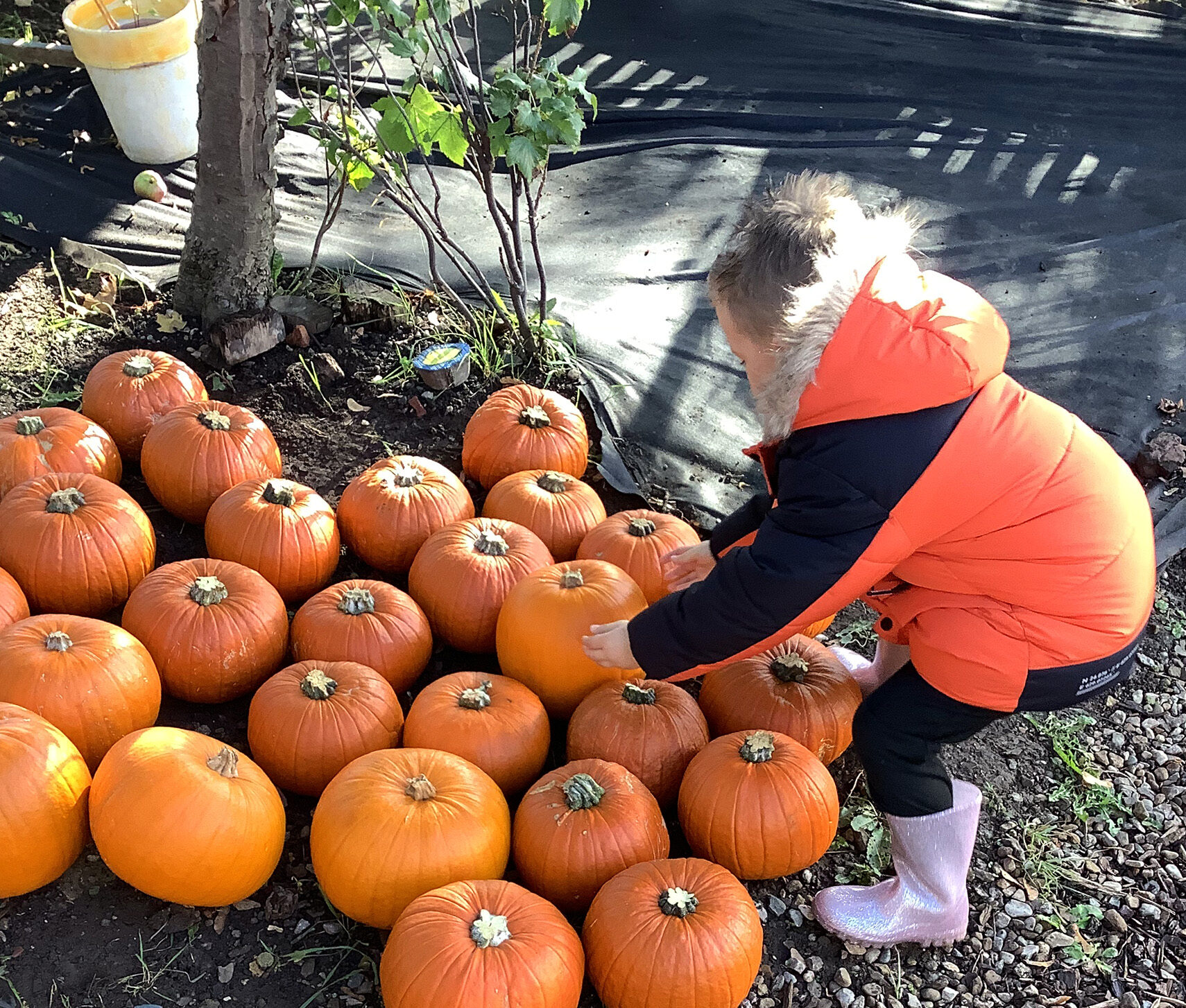 News | Local children reap harvest rewards at Westfield Farm | Beyond ...